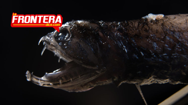Científicos descubren por qué los peces demonio tienen los dientes ...